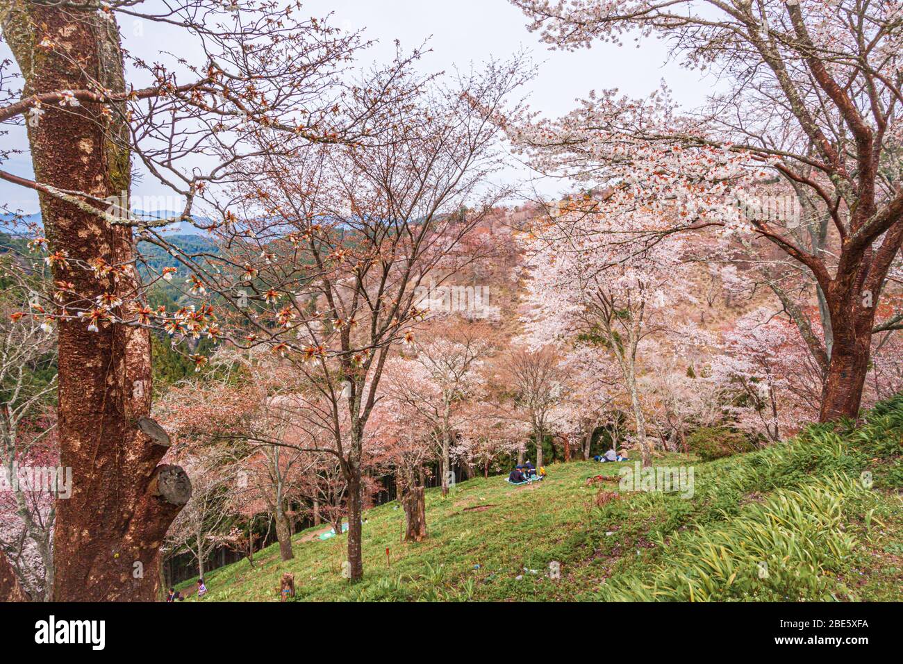 Thousand Tress of Cherry Blossoms at Mount Yoshino Stock Photo - Alamy