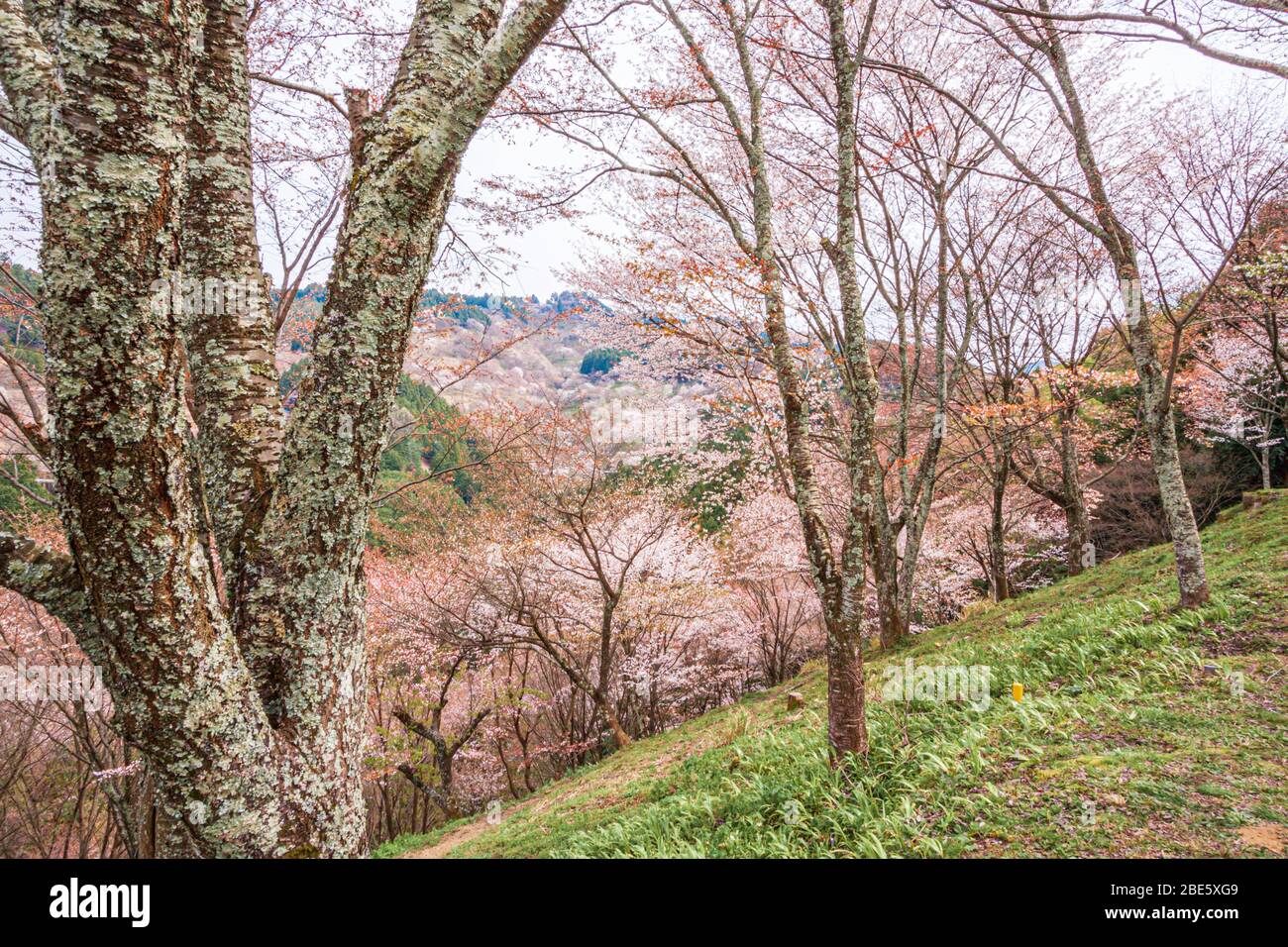 Thousand Tress of Cherry Blossoms at Mount Yoshino Stock Photo - Alamy