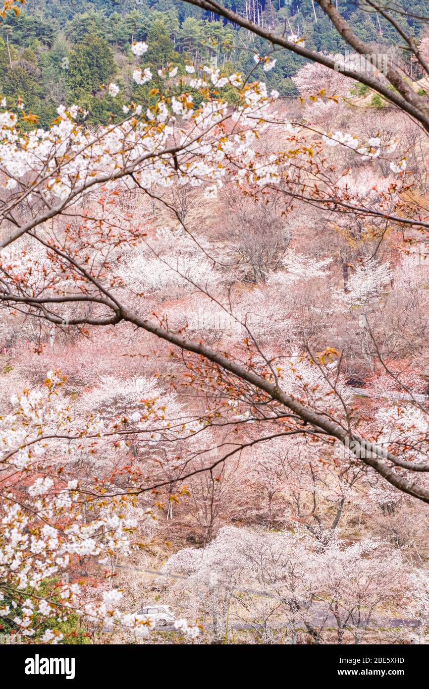 Thousand Tress of Cherry Blossoms at Mount Yoshino Stock Photo - Alamy
