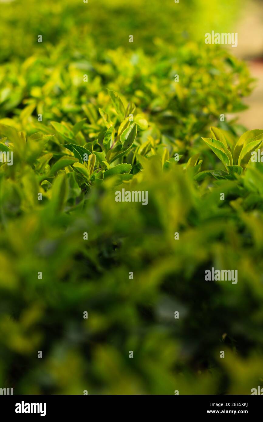 Karachi forest hi-res stock photography and images - Alamy