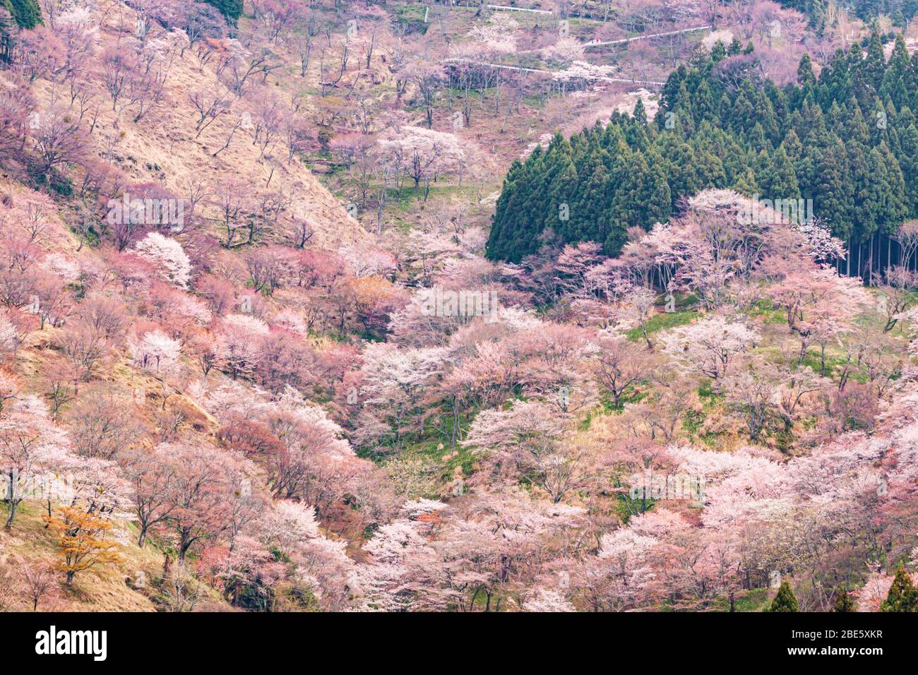 Thousand Tress of Cherry Blossoms at Mount Yoshino Stock Photo - Alamy
