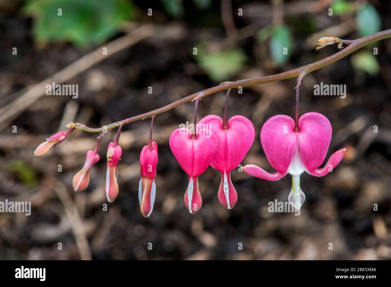 Pendent shape flowers hi-res stock photography and images - Alamy