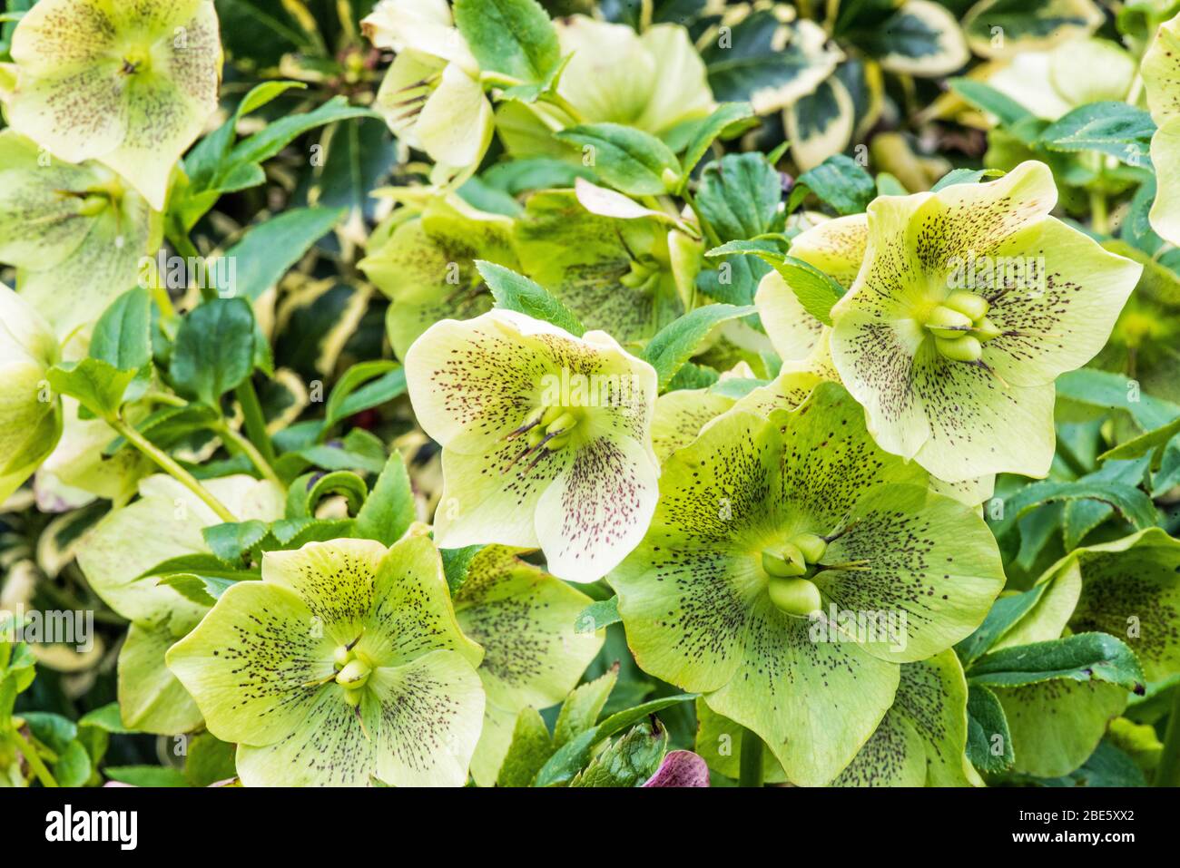 Five petal like sepals hi-res stock photography and images - Alamy