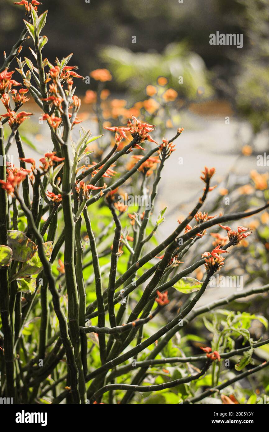 Karachi forest hi-res stock photography and images - Alamy