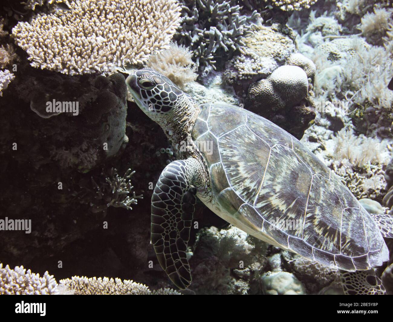 Sea turtles swimming in the ocean of Palau, Pacific Stock Photo - Alamy