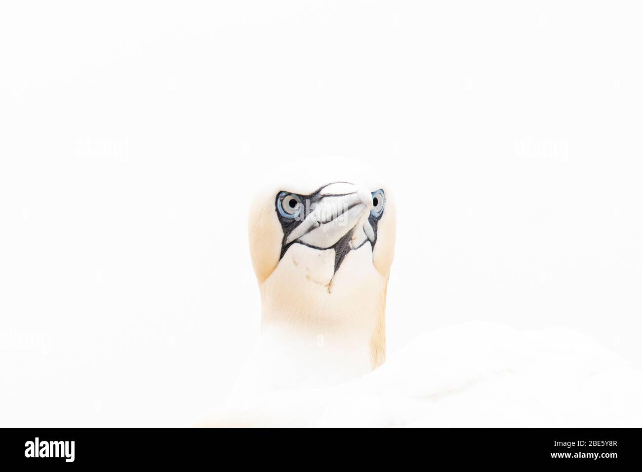 High habitat Cut Out Stock Images & Pictures - Alamy