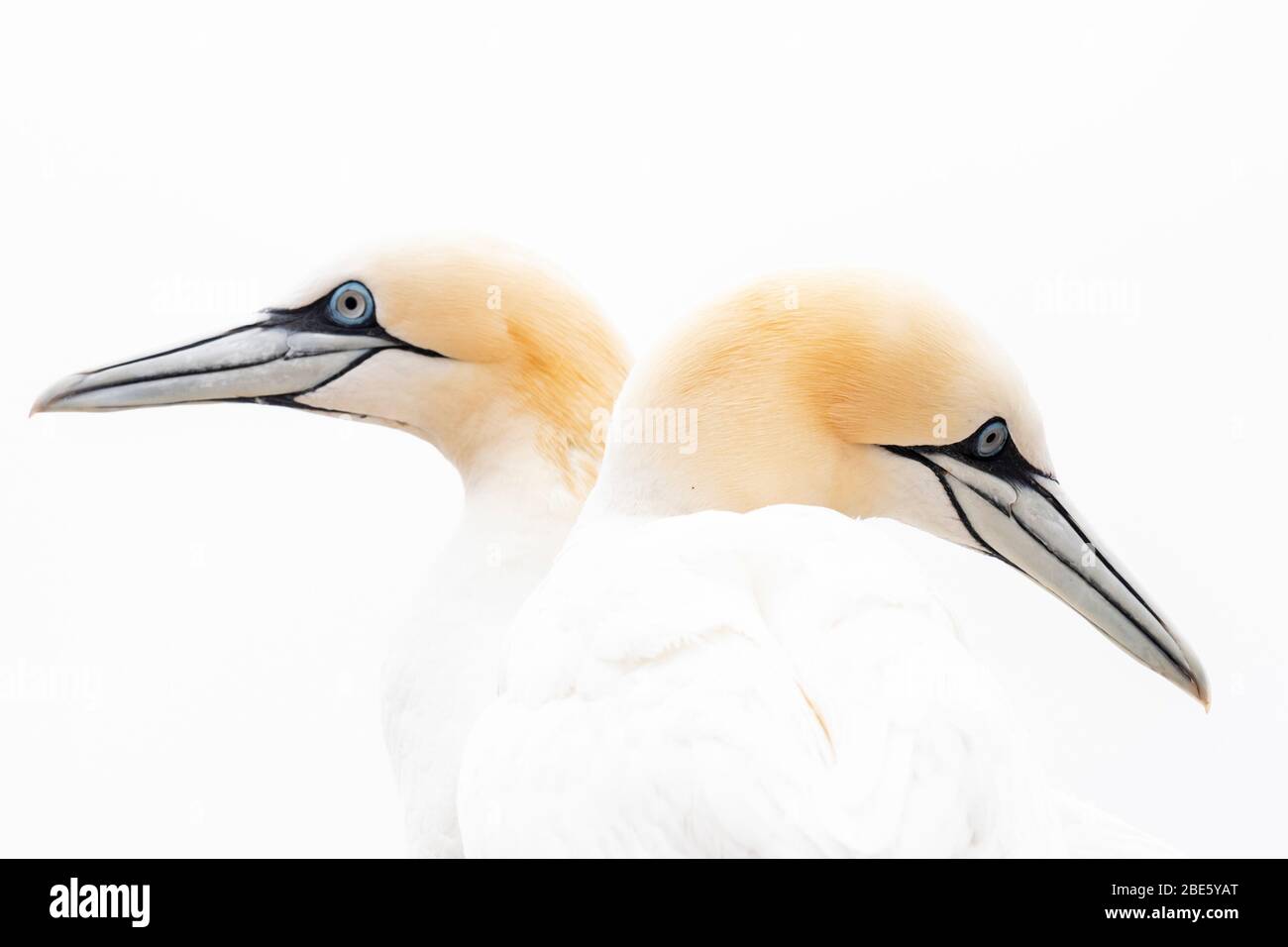 High habitat Cut Out Stock Images & Pictures - Alamy