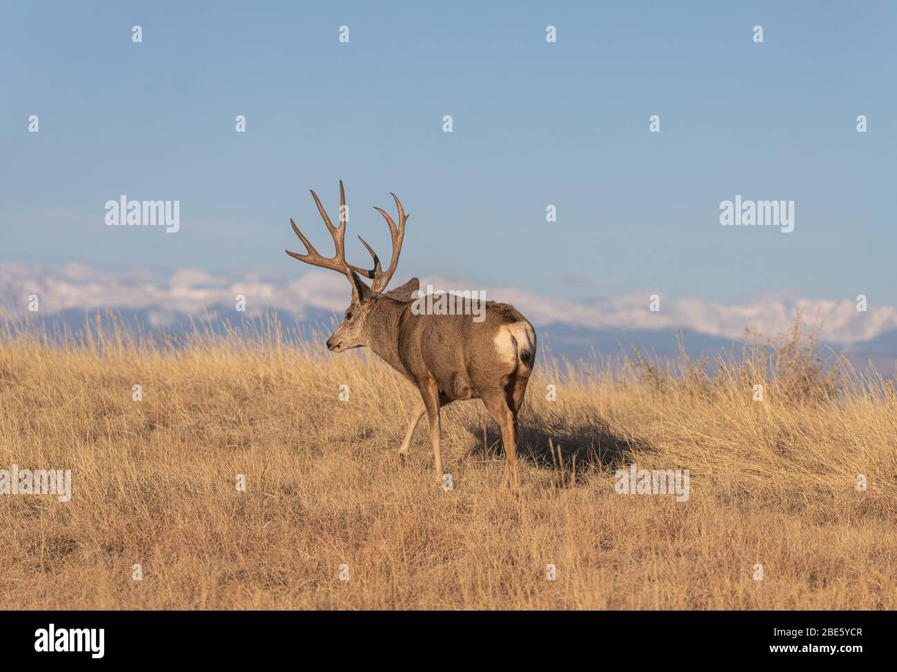 Mule Deer Buck in the Fall Rut Stock Photo - Alamy