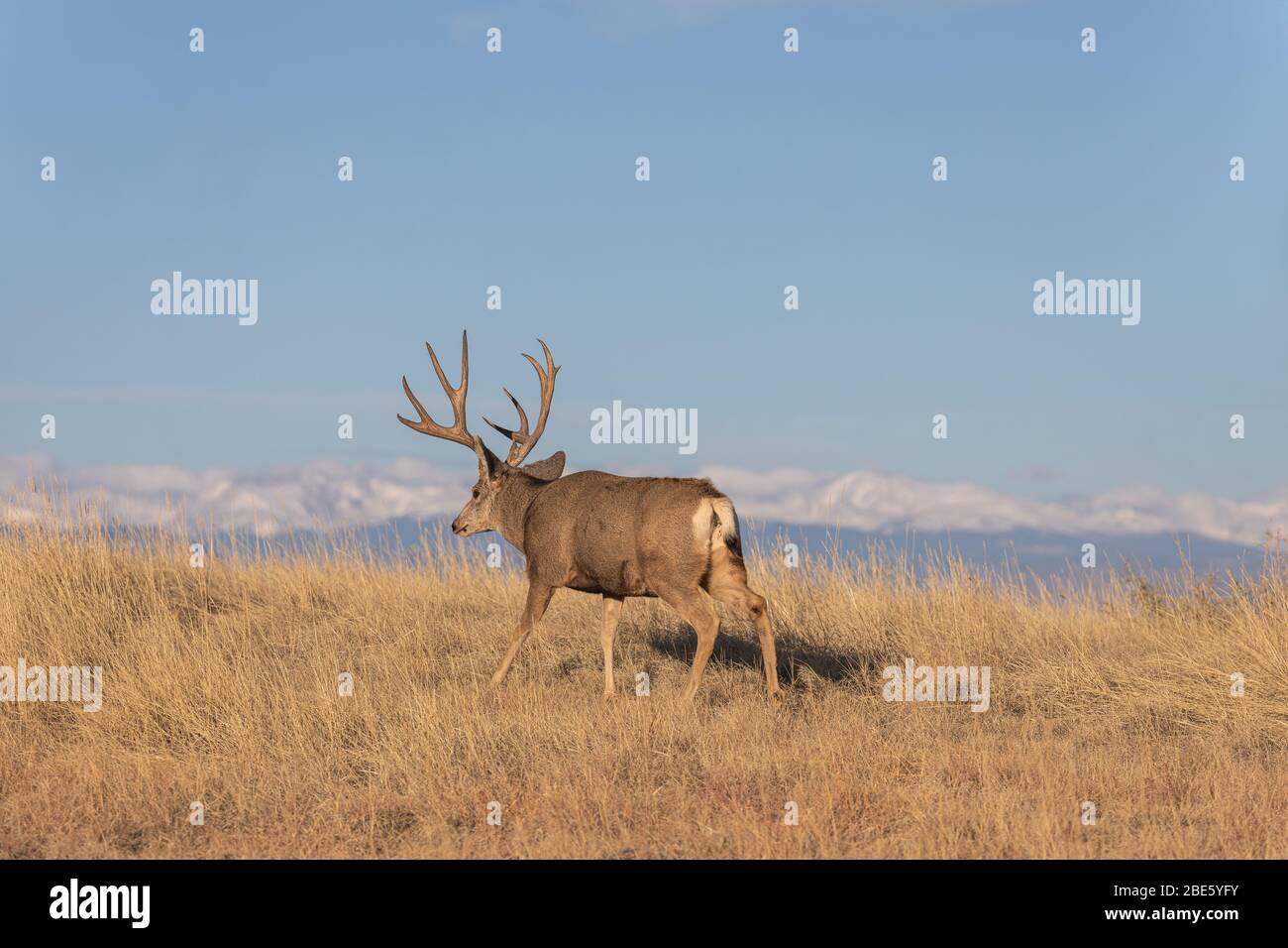 Mule Deer Buck in the Fall Rut Stock Photo - Alamy
