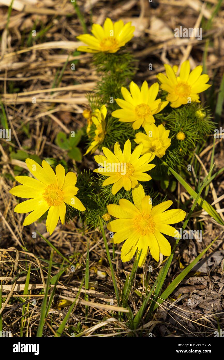 yellow flowering adonis rose flower Stock Photo - Alamy