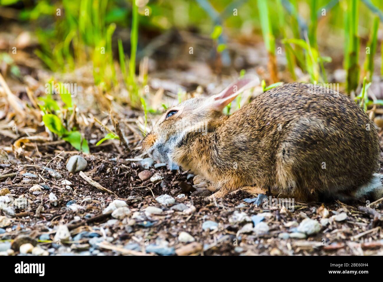 Rabbit digging a hole hi-res stock photography and images - Alamy