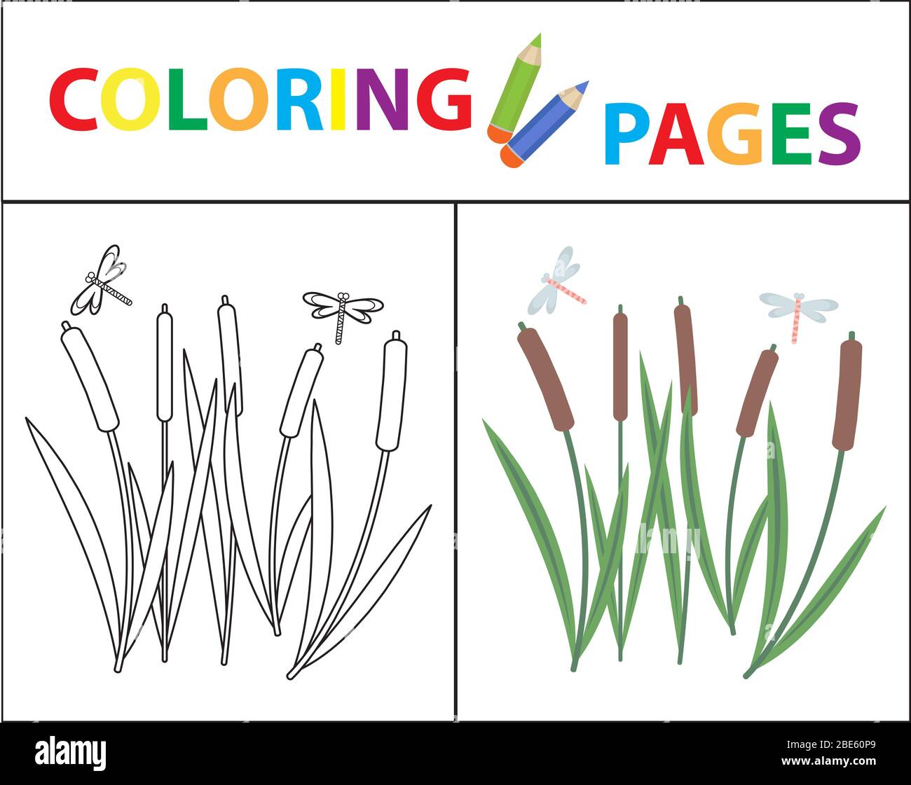 Coloring book page for kids. Reeds and dragonflies. Sketch outline and ...