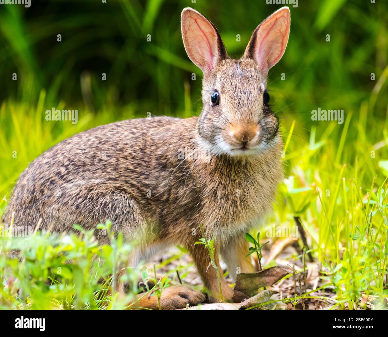 Cottontail rabbit looking at camera hi-res stock photography and images ...