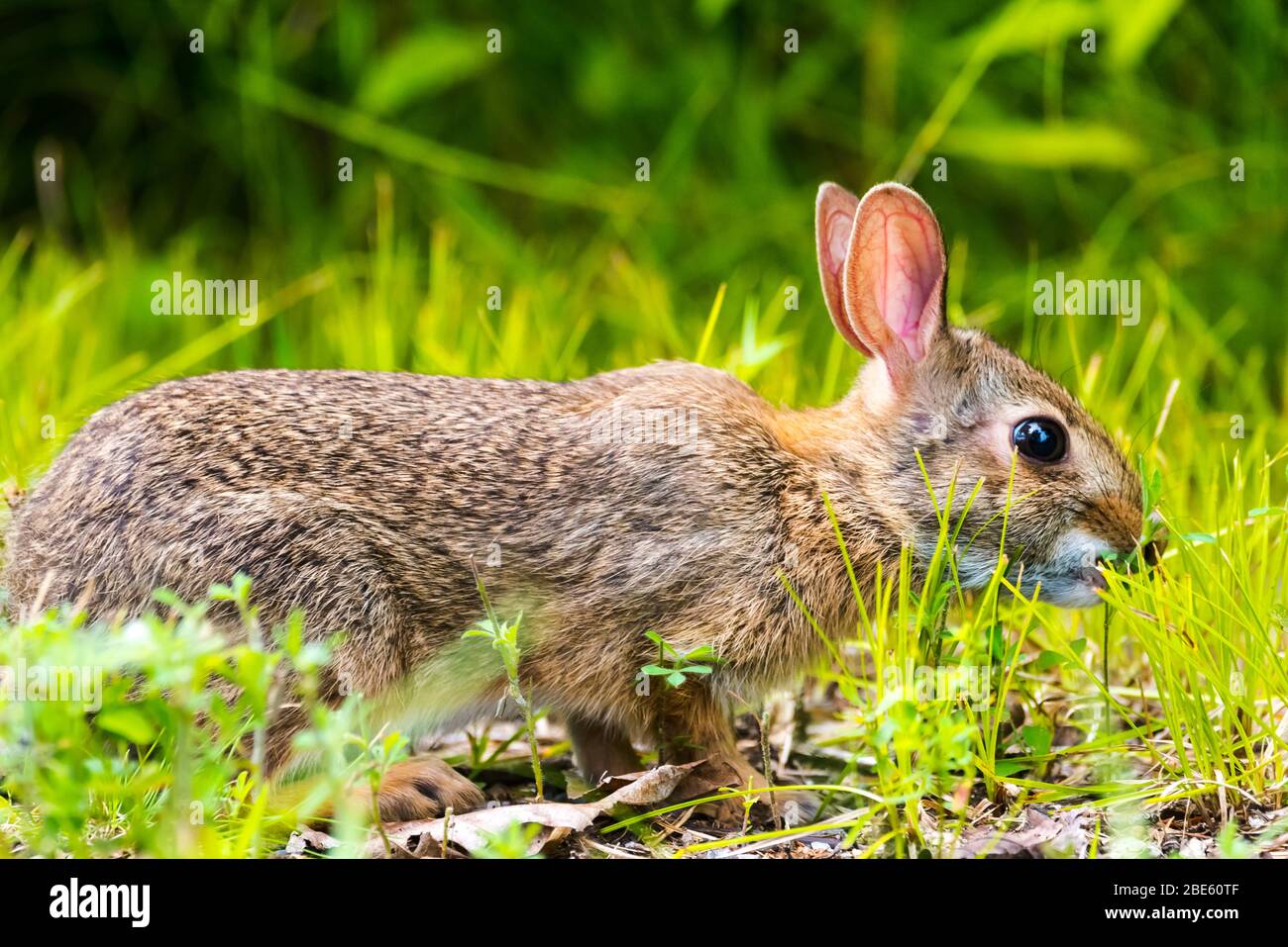 Jackrabbit standing hi-res stock photography and images - Alamy