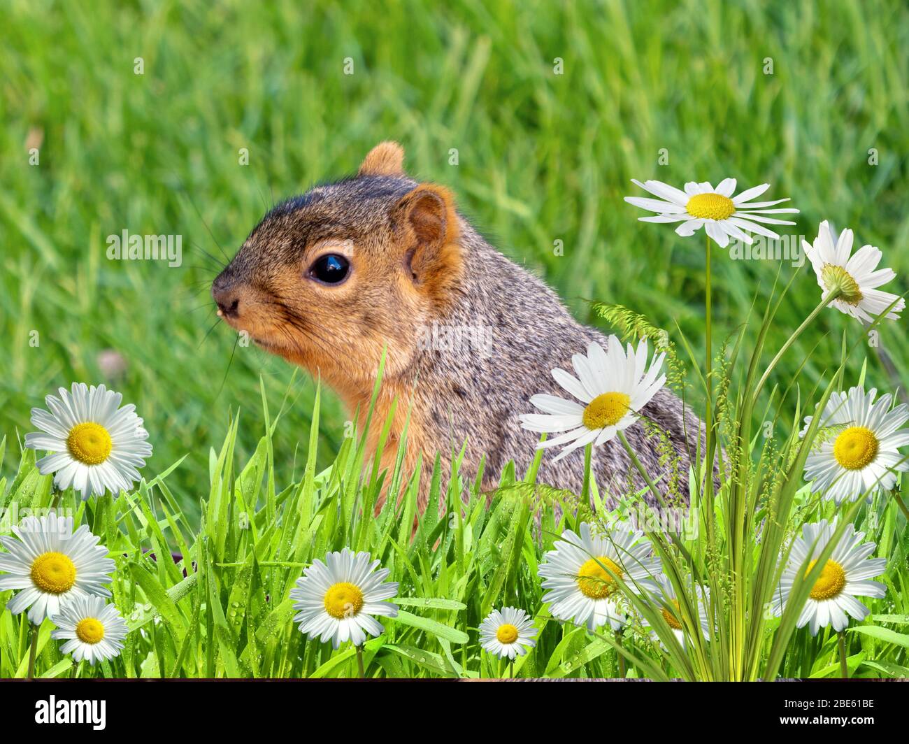 Squirrel sitting in the grass surrounded by white daisy flowers with ...