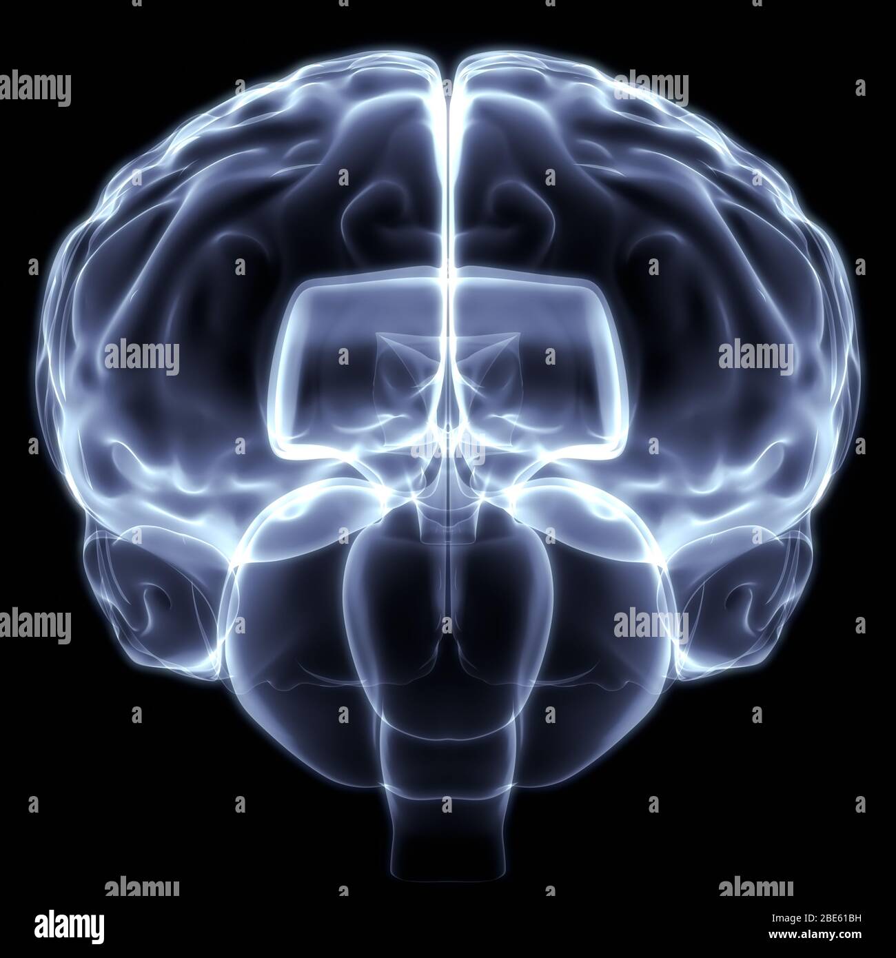 Central Nervous System Brain 3d