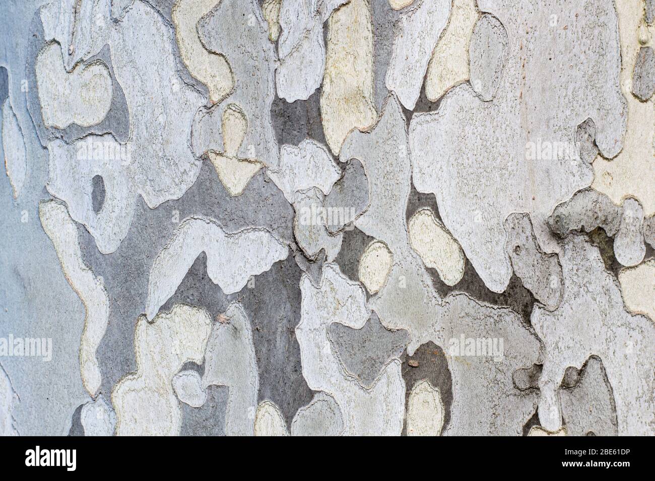Texture of light wood, tree, creative background Stock Photo - Alamy