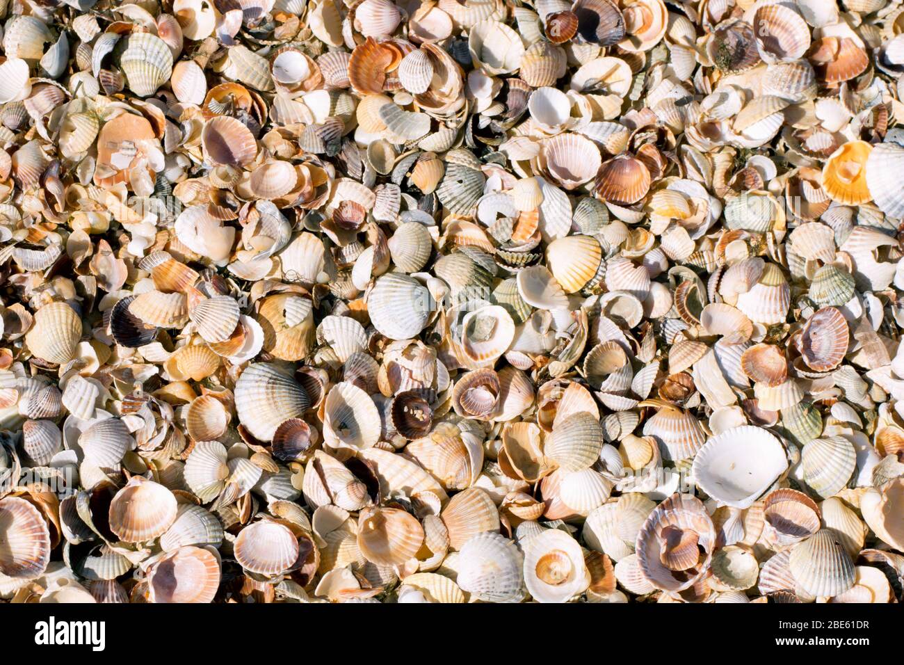 Texture of sea shells on the sand, top view Stock Photo - Alamy
