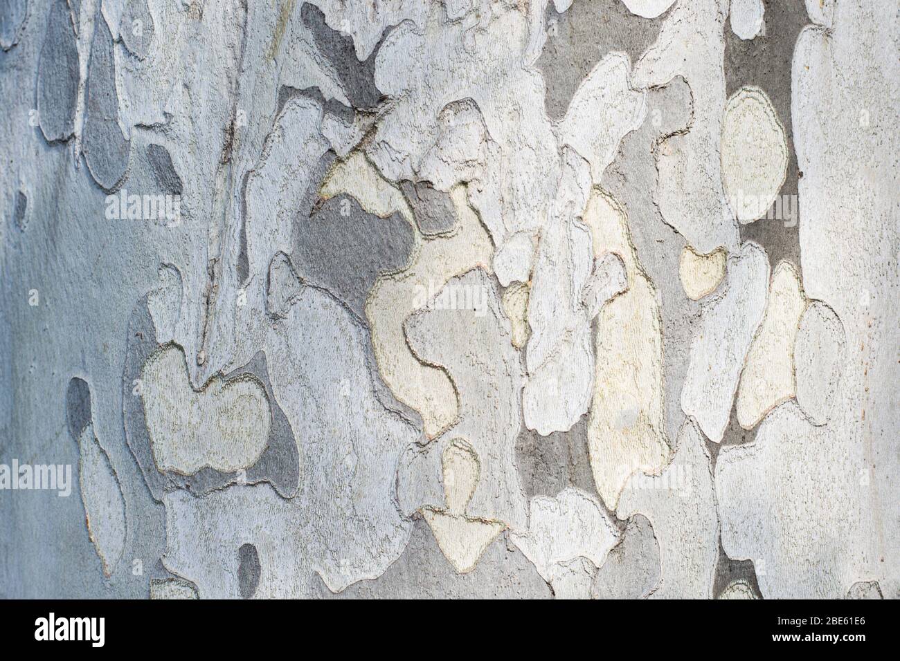 Texture of light wood, tree, creative background Stock Photo - Alamy