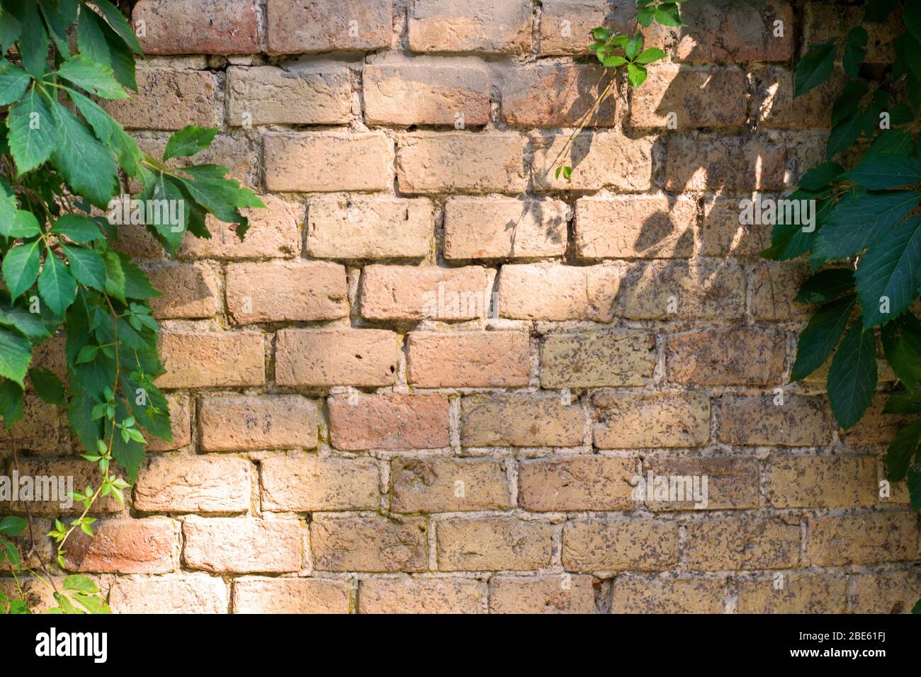 The old brick wall is wedged on the sides by a plant Stock Photo - Alamy