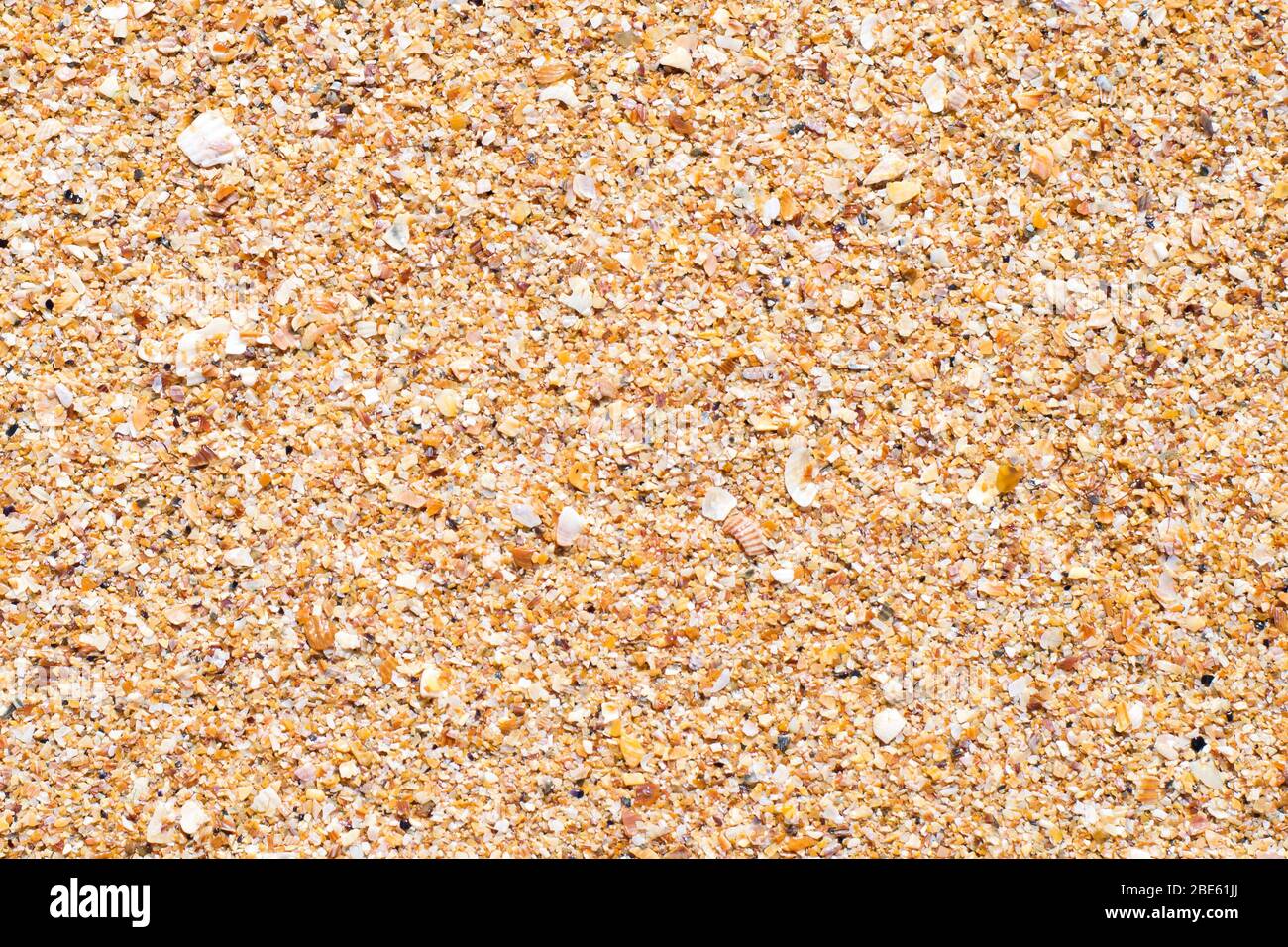 Seashell fragments nobody hi-res stock photography and images - Alamy