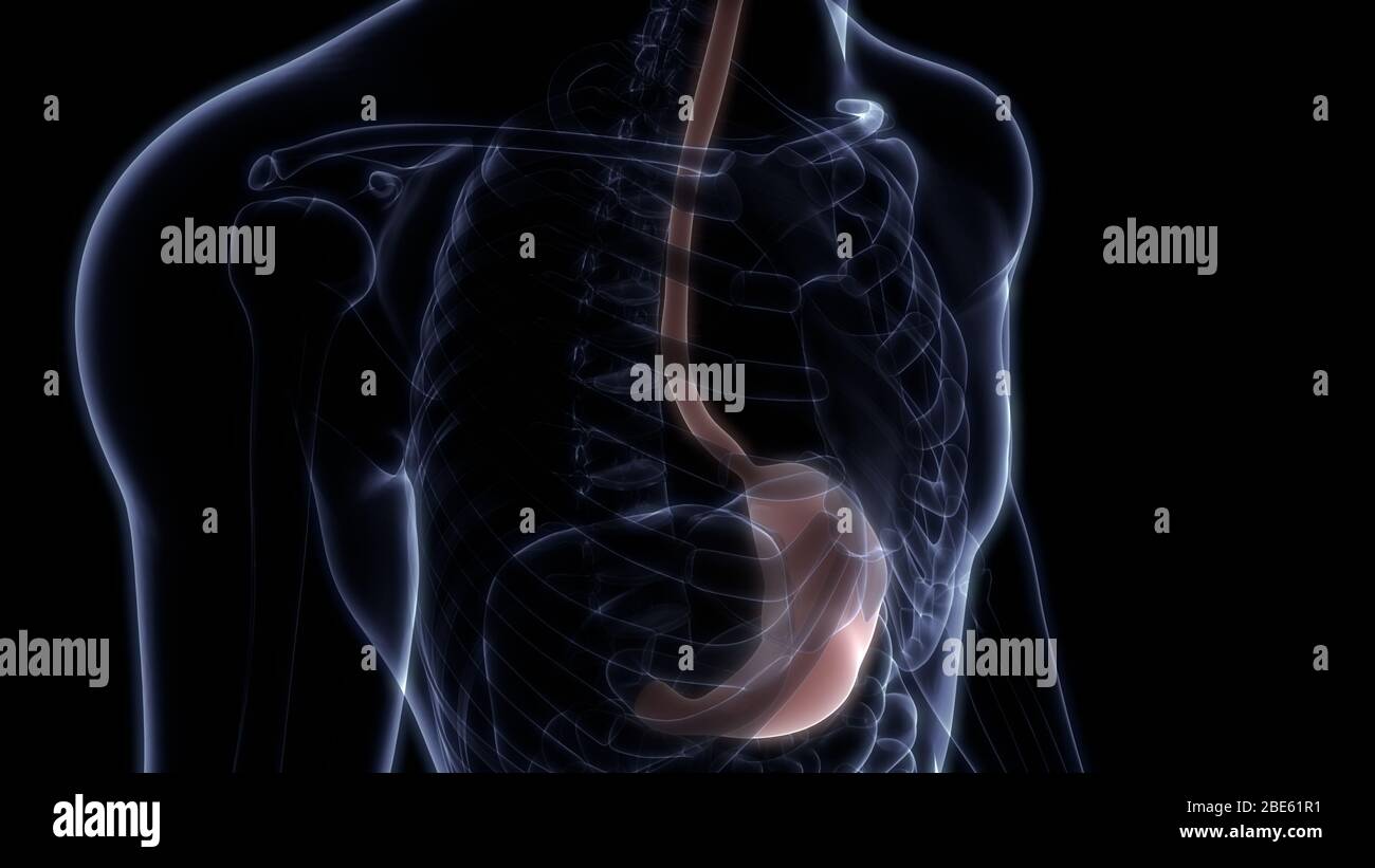 Human Internal Organs Digestive System Anatomy. 3D Stock Photo - Alamy