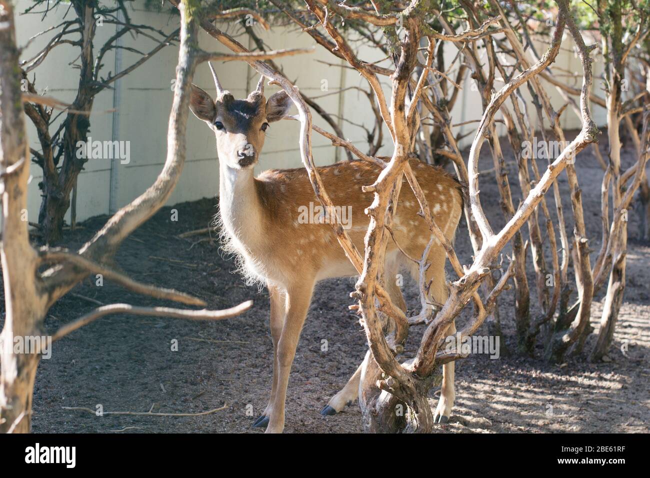 A small roe deer standing between trees Stock Photo - Alamy