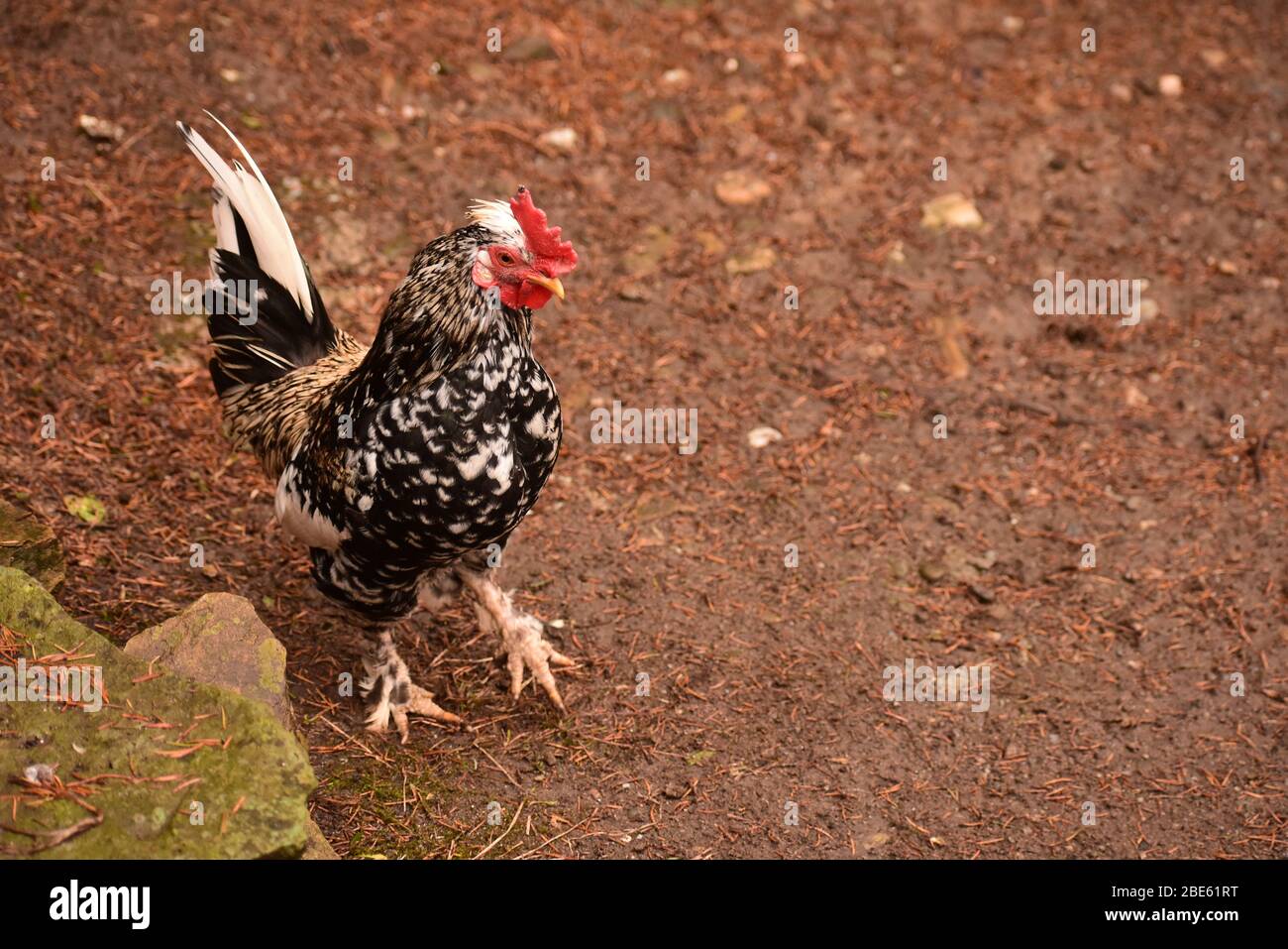 Vintage rustic wood rooster hi-res stock photography and images - Alamy