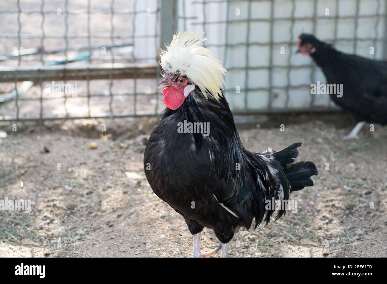 A rooster with a fluffy tuft and a hen in the background Stock Photo ...