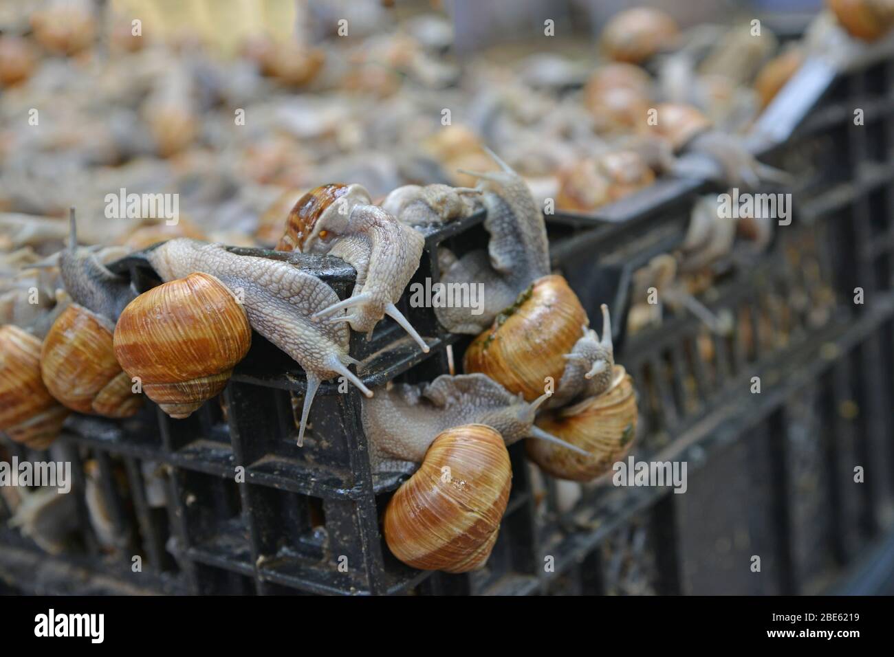 Edible snails for sale, trying to get out of the box Stock Photo - Alamy