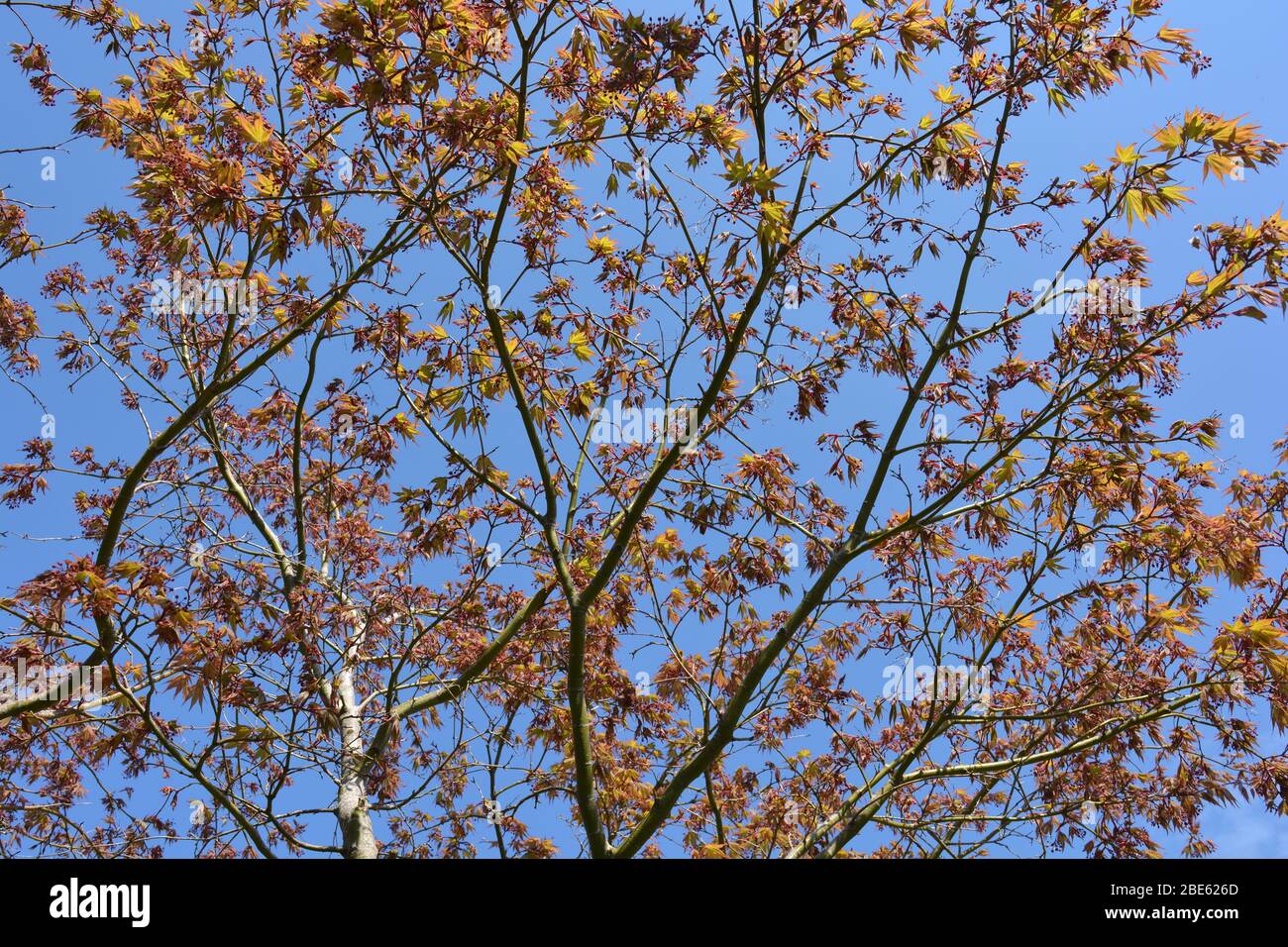 Fresh new leaves on a maple tree in early Spring Stock Photo - Alamy