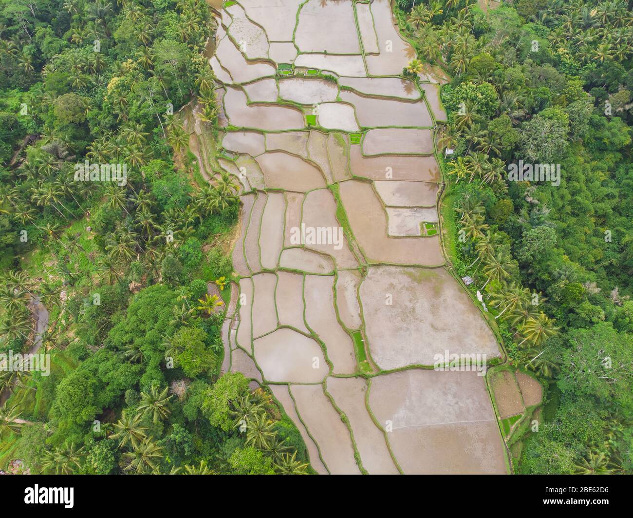 Top view of Abstract geometric shapes of agricultural parcels in green ...