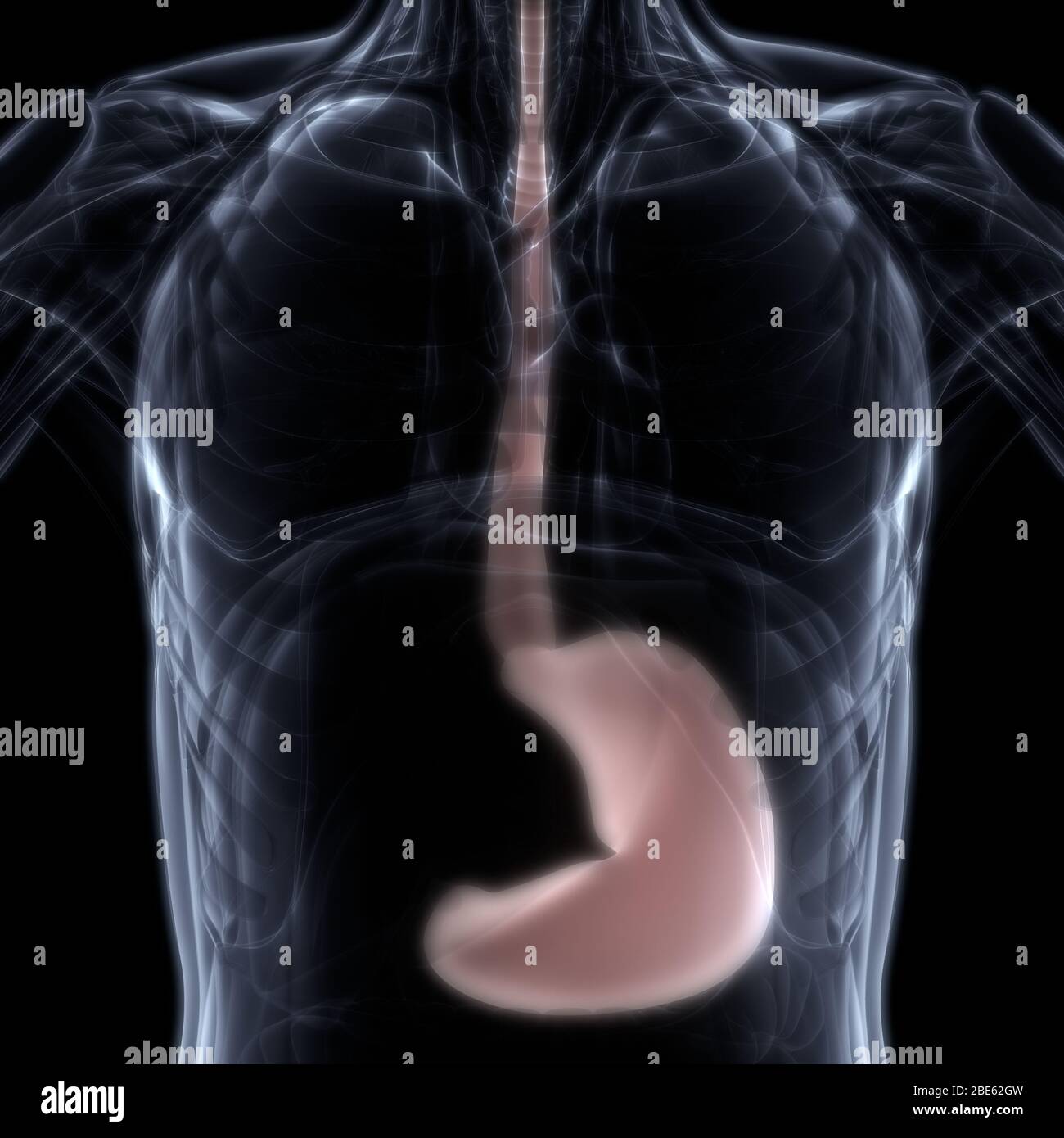 Human Internal Organs Digestive System Anatomy. 3D Stock Photo - Alamy