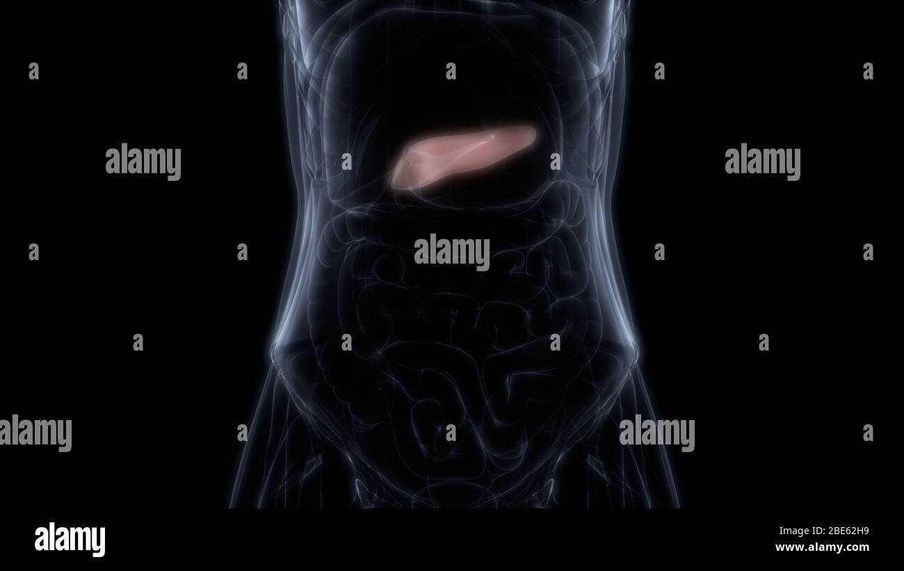 Pancreas a Part of Human Digestive System Anatomy. 3D Stock Photo - Alamy