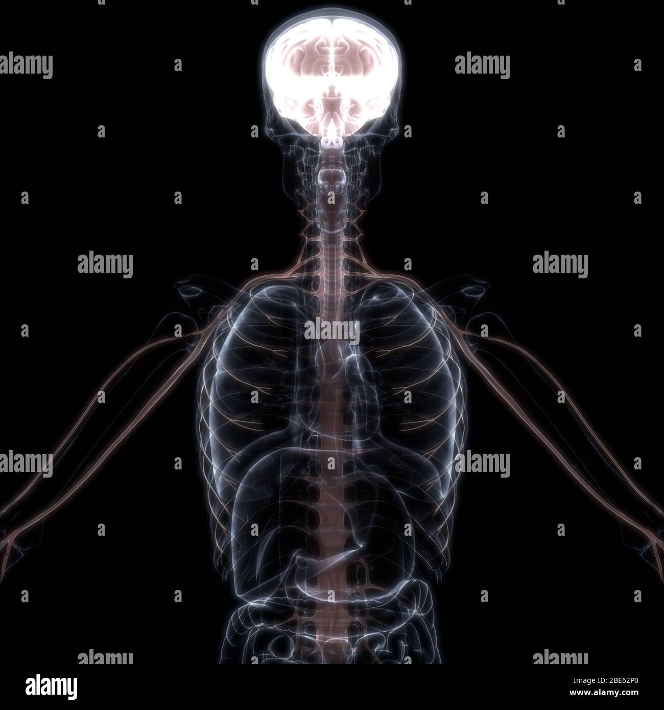 Nervous system hi-res stock photography and images - Alamy