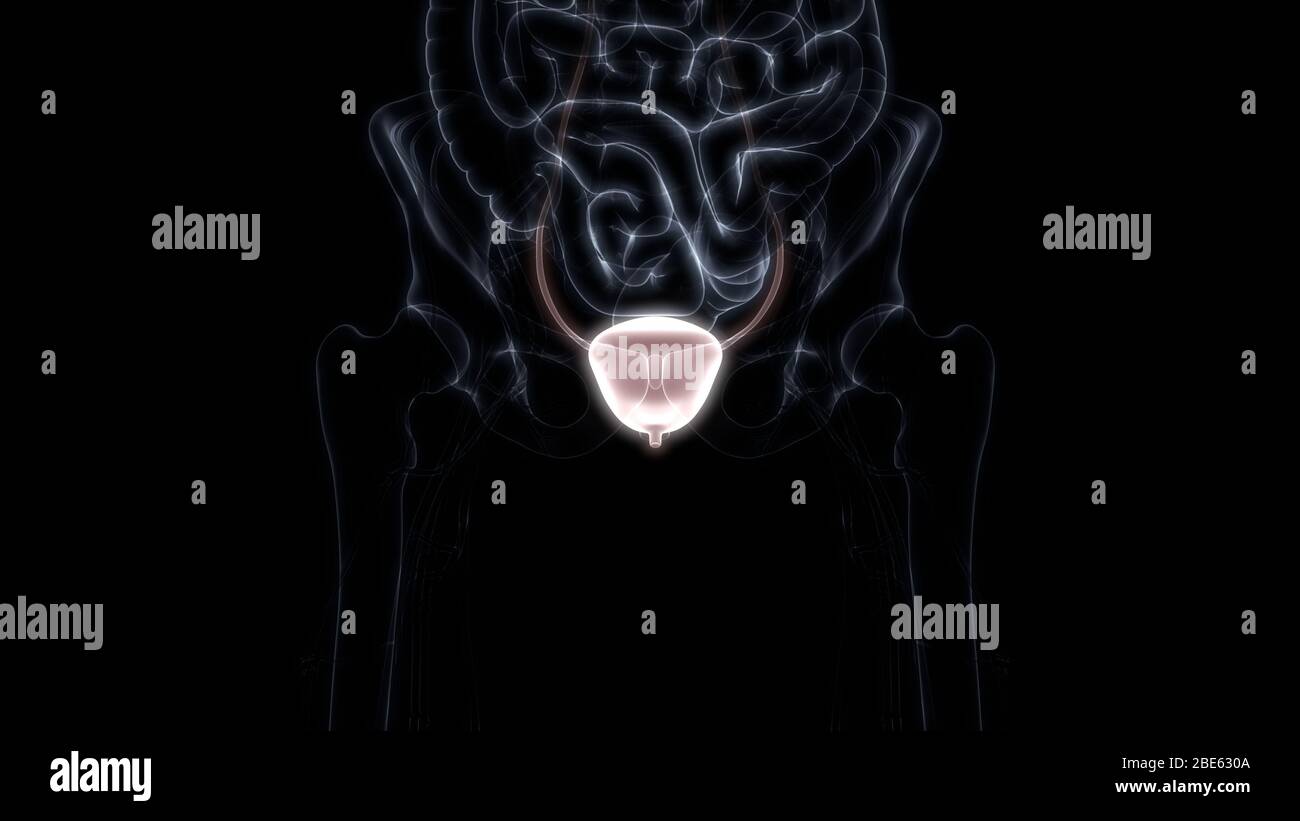 Human Internal Organs Urinary System Bladder Anatomy. 3D Stock Photo ...
