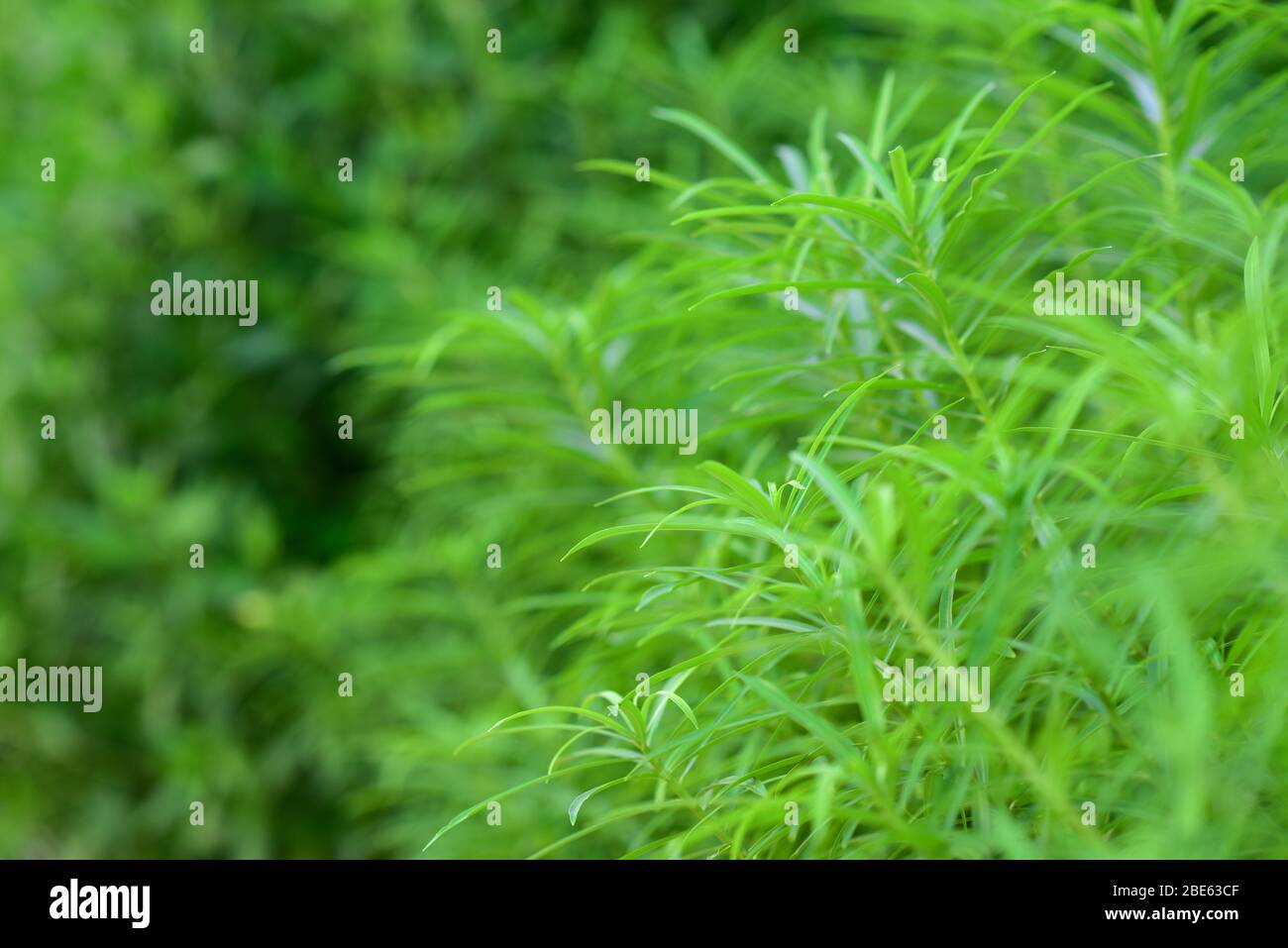 Green tropical grass background Stock Photo - Alamy