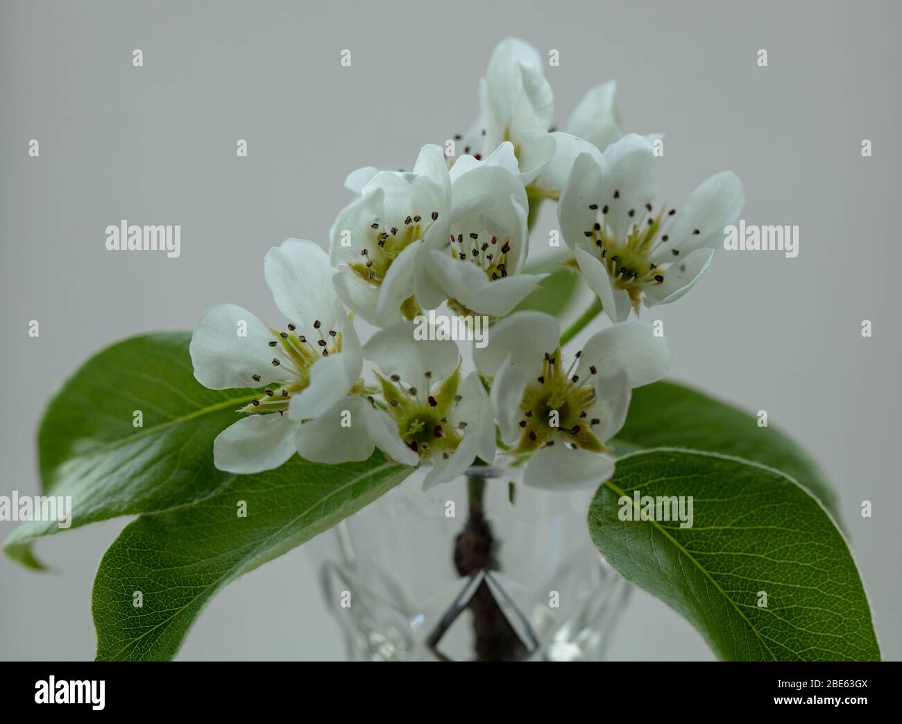 Conference pear tree in flower hi-res stock photography and images - Alamy