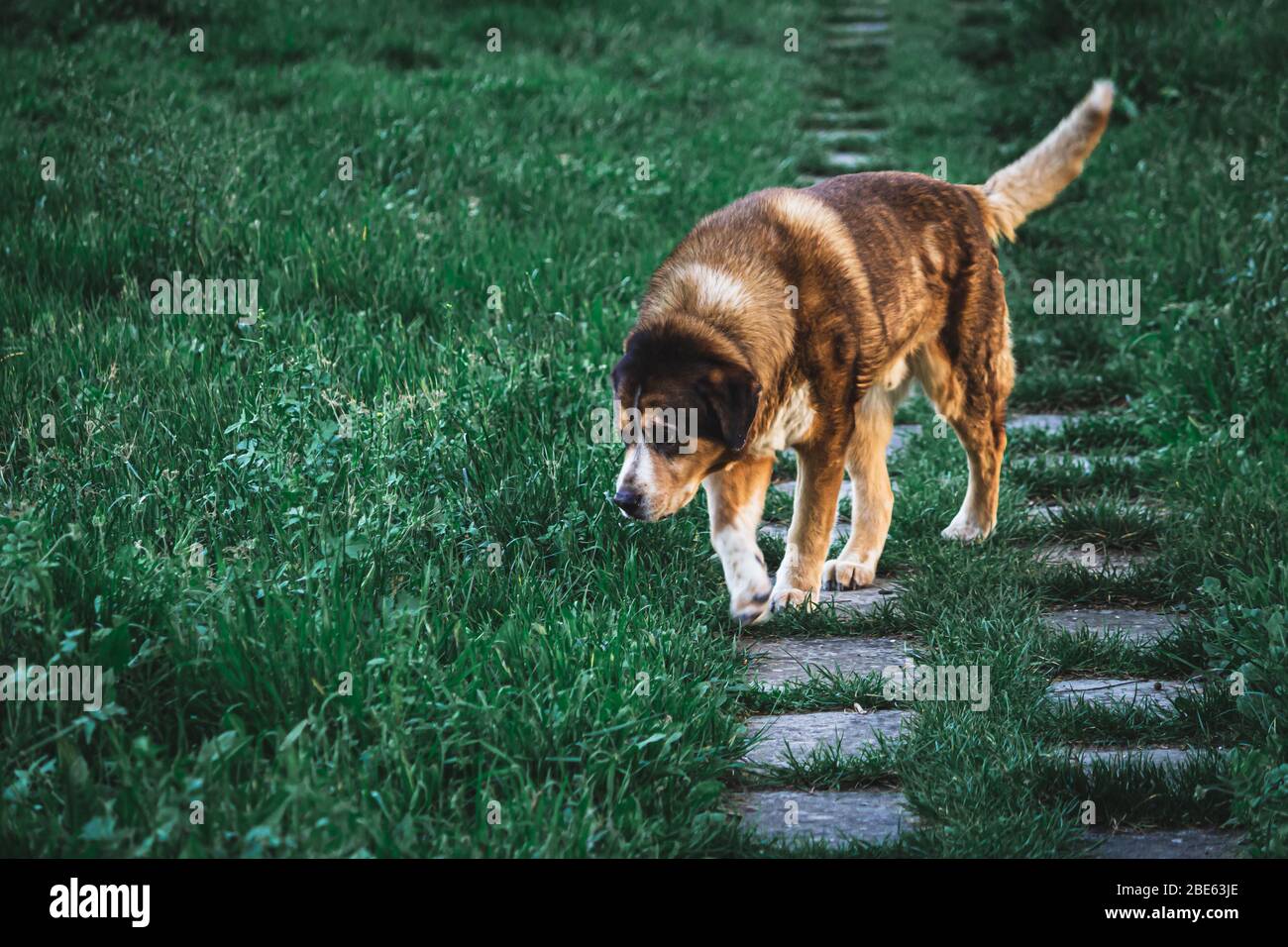 Dog walking through the grass hi-res stock photography and images - Alamy