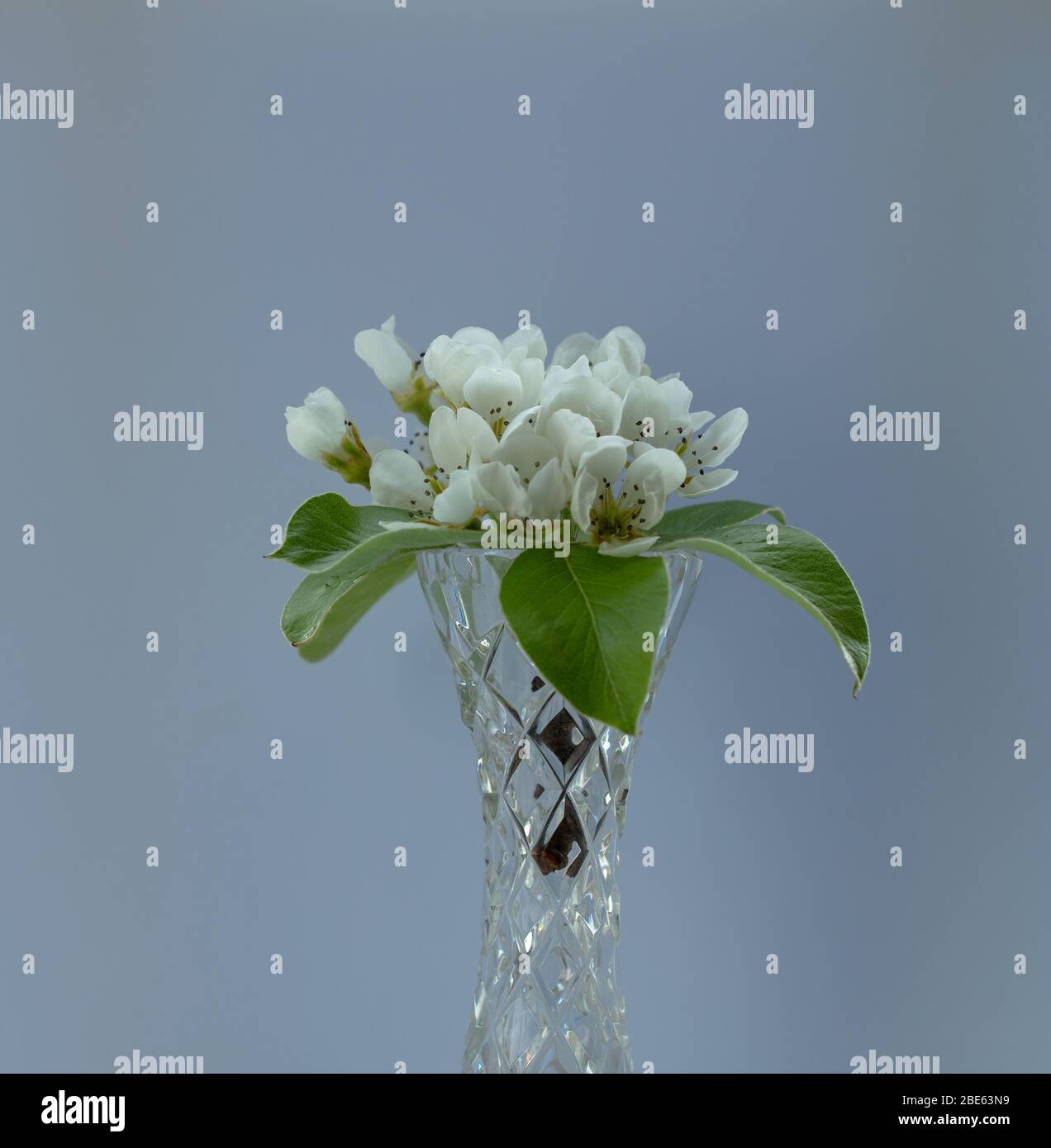 Conference pear tree in flower hi-res stock photography and images - Alamy