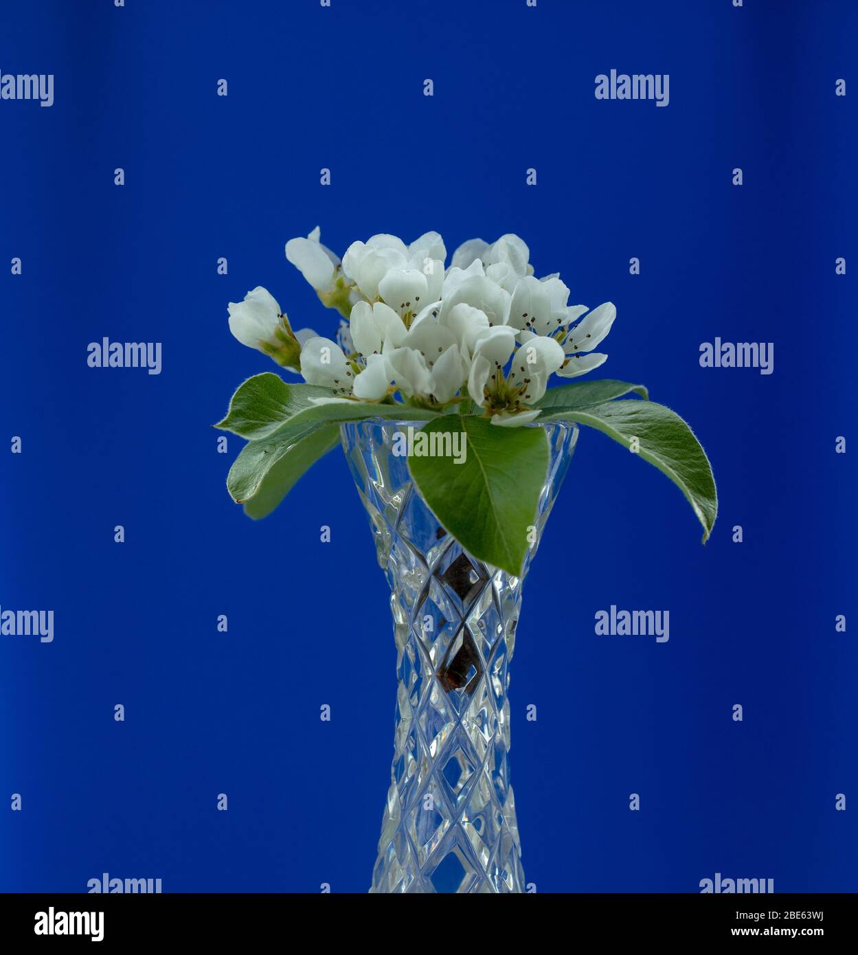 Conference pear tree in blossom hi-res stock photography and images - Alamy
