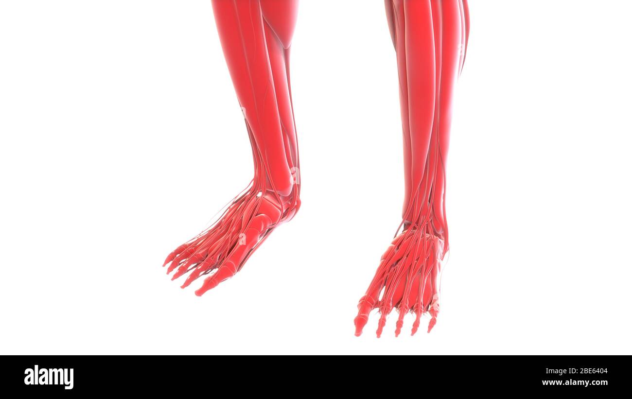 Human Body Muscular System Anatomy 3d rendering Stock Photo - Alamy