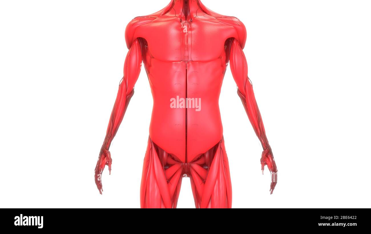 Human Body Muscular System Anatomy 3d rendering Stock Photo - Alamy