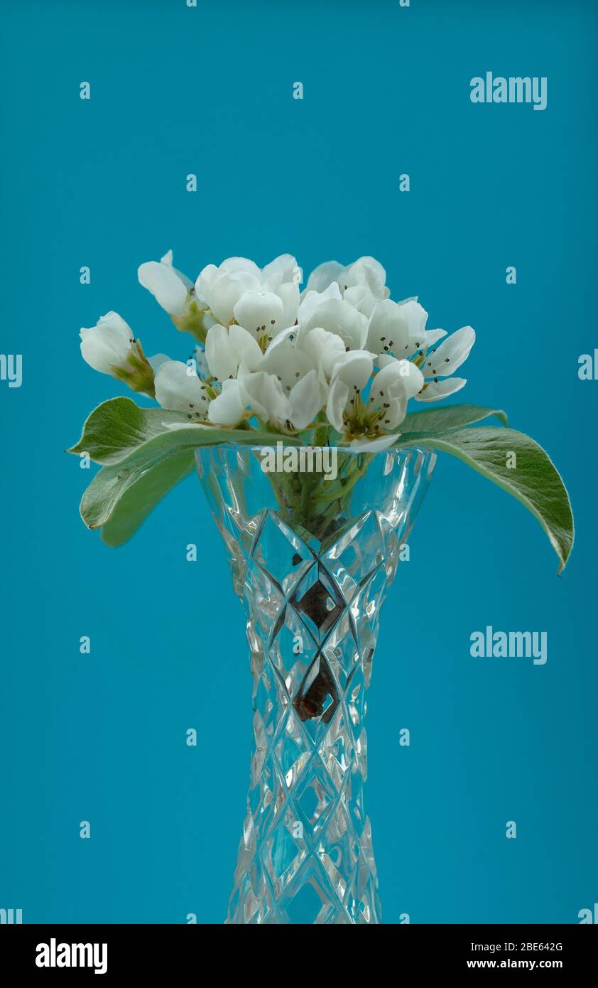 Conference pear tree in flower hi-res stock photography and images - Alamy