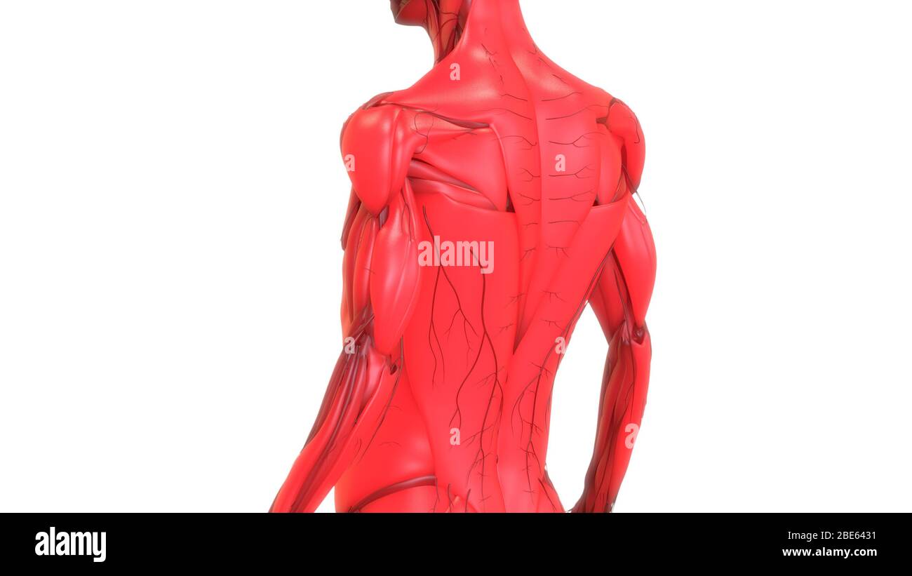 Human Body Muscular System Anatomy 3d rendering Stock Photo - Alamy