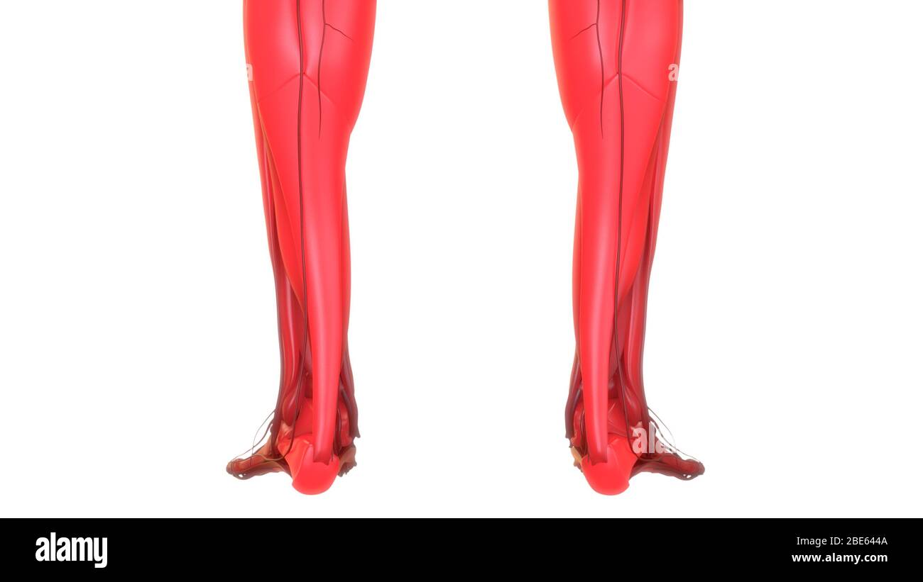 Human Body Muscular System Anatomy 3d rendering Stock Photo - Alamy