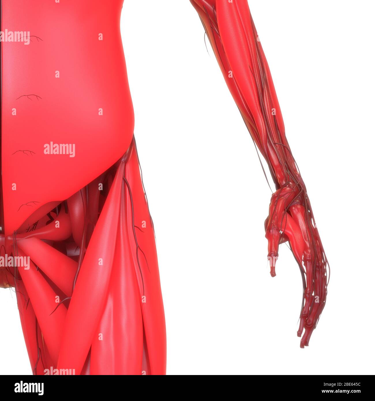Human Body Muscular System Anatomy 3d rendering Stock Photo - Alamy