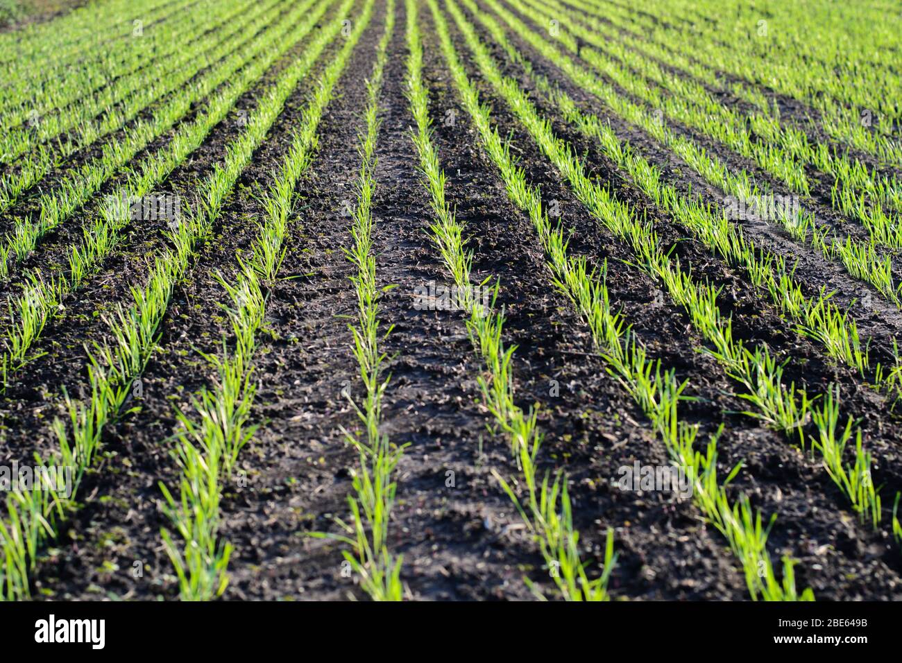 Seedlings planted before winter in a row Stock Photo - Alamy