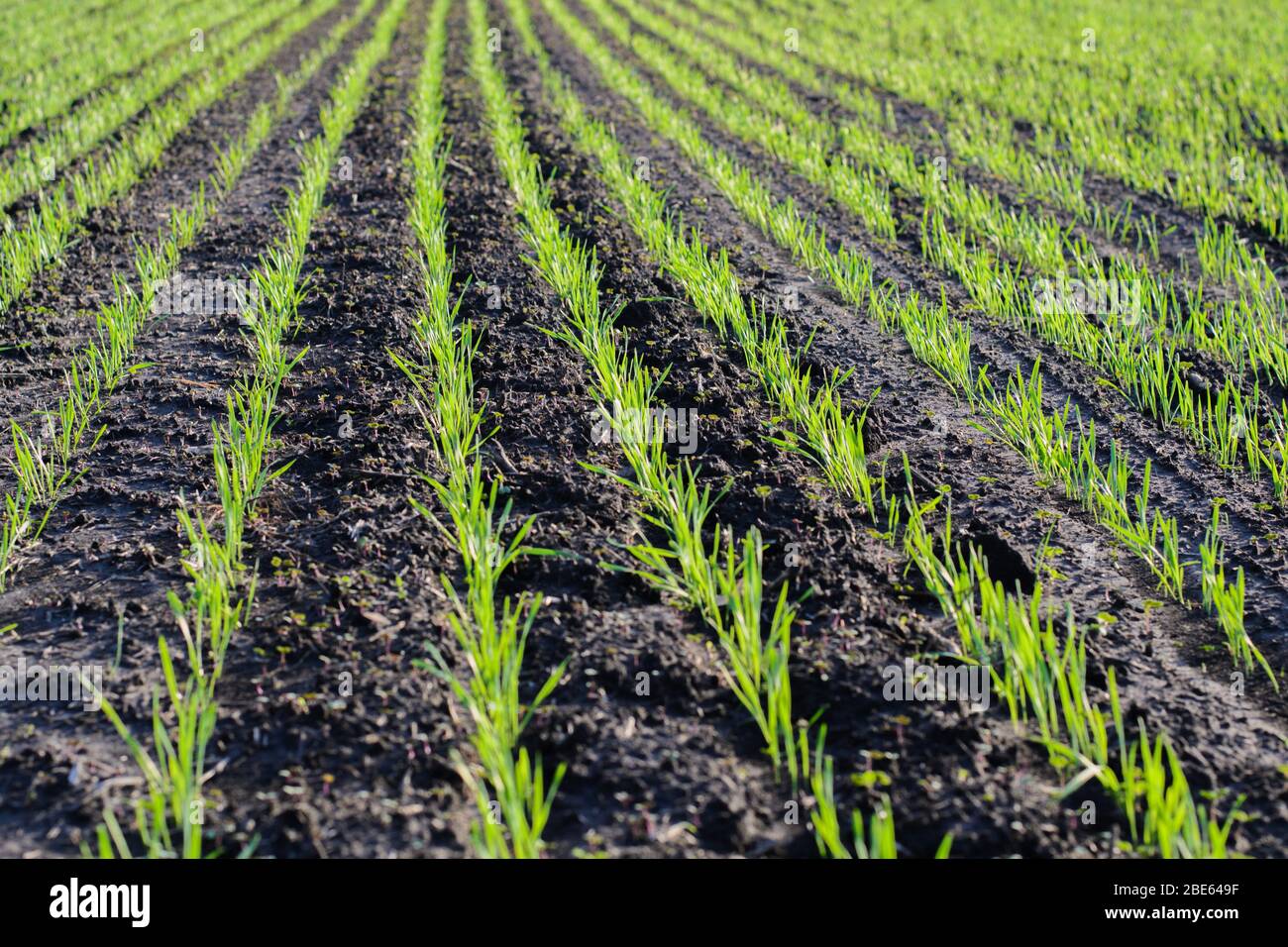 Seedlings planted before winter in a row Stock Photo - Alamy