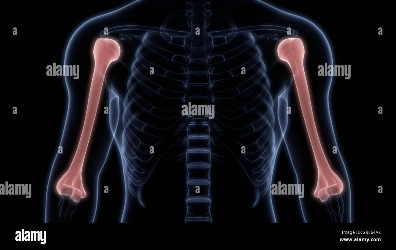 Bone Joints of Human Skeleton System Anatomy Stock Photo - Alamy